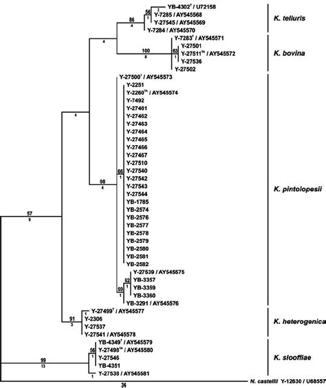 One Of Four Most Parsimonious Trees From Mp Analysis Of The D1 And D2 Download Scientific
