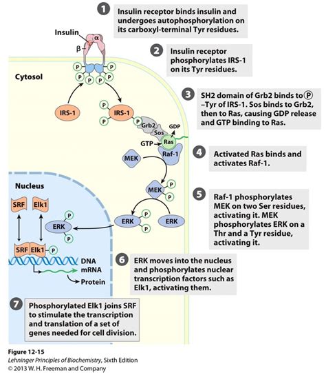 Receptor Tyrosine Kinase Pathway
