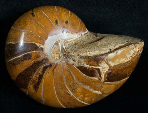 Download Fossilized Nautilus Shell Wallpaper