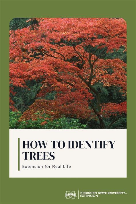 How To Identify Trees