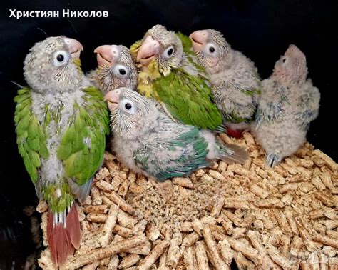 Папагали Пирура - ръчнохранени в Папагали в гр. Павликени - ID40459875 ...