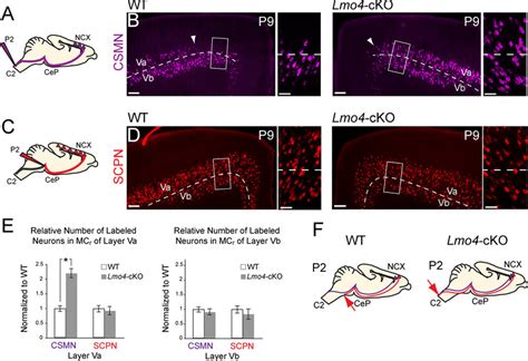 Lmo4 Is Required For Cortico Brainstem Motor Neuron Development In The Download Scientific