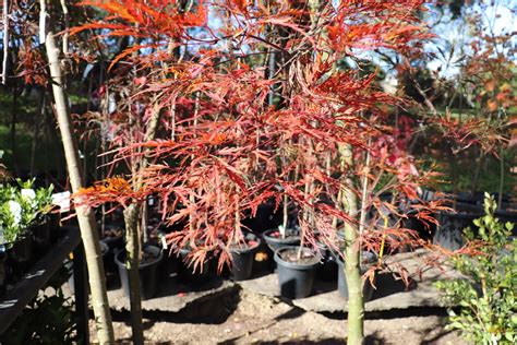 7 Tips To Grow A Healthy Maple Tree Aumanns Nursery Supplies