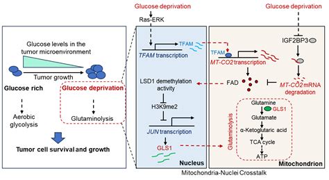 Nat Commun：四川大学肖智雄 易勇 王阳团队联合电子科技大学许川团队揭示线粒体mt Co2介导的谷氨酰胺代谢在肿瘤抵抗葡萄糖饥饿中的作用 生命科学学院