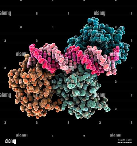 Artwork Of A Molecular Model Of A Tumour Suppressor P53 Orangeblue