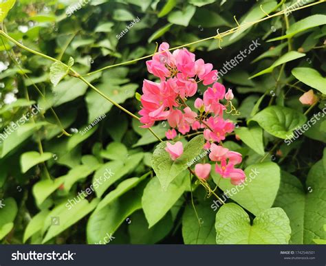 238 Ls Of Flower 图片、库存照片和矢量图 Shutterstock