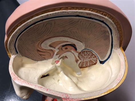 Scalp Diagram Quizlet
