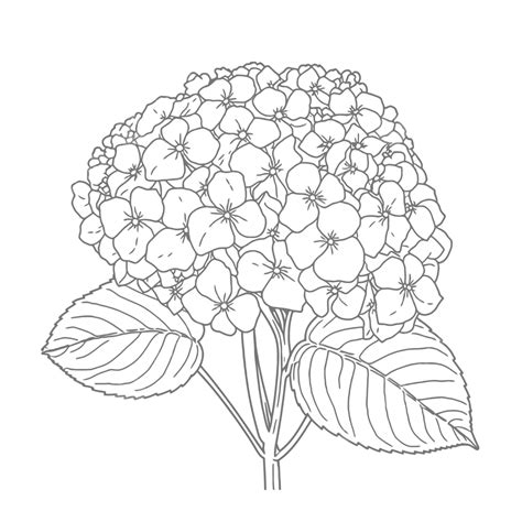 Photo Of Hydrangea Flower Coloring Page Outline Sketch Drawing Vector