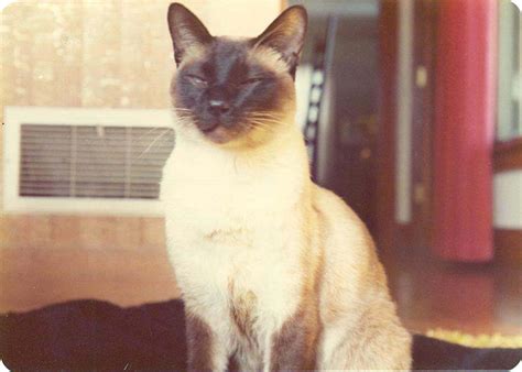 In 1975 This Cat Became A Co Author Of An Academic Physics Paper On