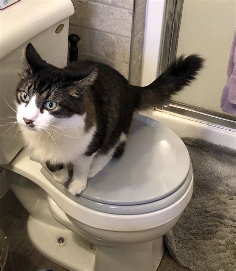 Anyone Else Have A Toilet Tuxie R Tuxedocats
