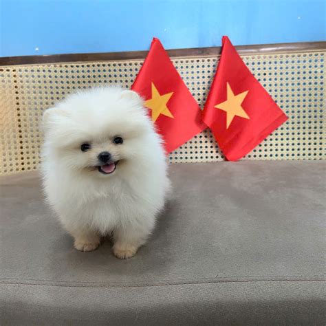 Chó Phốc Sóc Mini Màu Kem Mã Ps3121 Pet House Cửa Hàng Thú Cưng Và