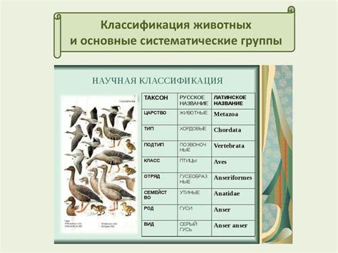 Классификация животных и основные систематические группы презентация онлайн