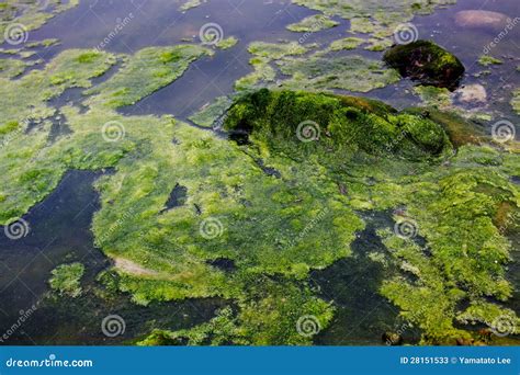 Algae Floating On Water Stock Image Image Of Warm Floats 28151533