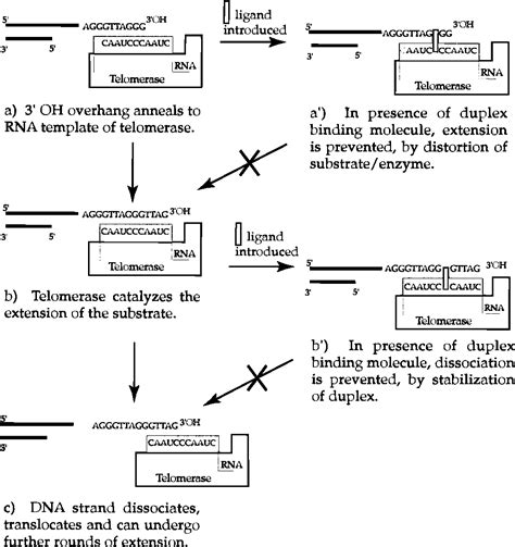 Figure 1 From Targeting Telomerase Via Its Key Rna Dna Heteroduplex
