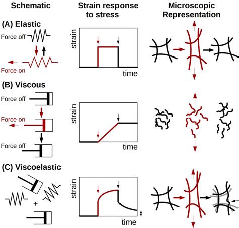 Biopolymer Networks Typically Show Signatures Of Both Elastic A And