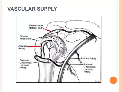 Proximal Humerus Fractures Pptx