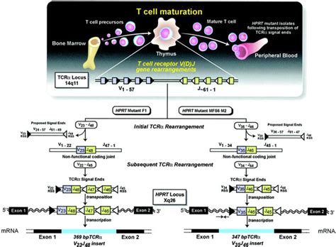 In Vivo Transposition Mediated By Vdj Recombinase In Human T Lymphocytes The Embo Journal