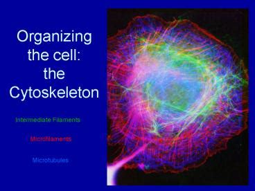PPT Organizing The Cell The Cytoskeleton PowerPoint Presentation Free To View Id 3ec74f