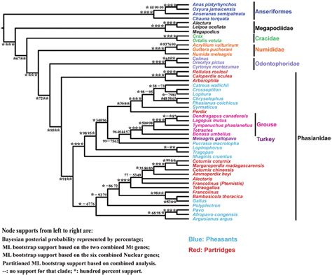 Consensus Tree With Support From Concatenated Analyses Monophyletic
