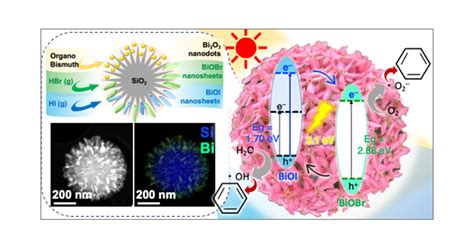 Designed Nanoarchitectures Of A Biobr Bioi Nanosheet Heterojunction Anchored On Dendritic