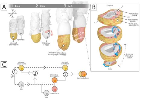 Endoderm Development In The Mouse Embryo A Intercalation Of Download Scientific Diagram