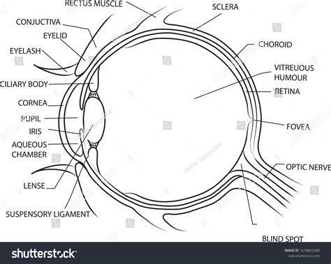 Simple Human Eye Diagram Understanding The Anatomy Of The Human Eye