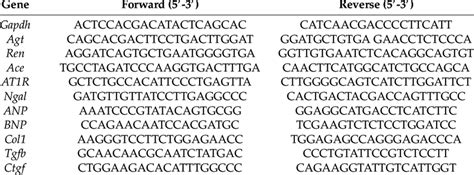 Rat Primer Sequences For Quantitative Real Time PCR Analysis Download Scientific Diagram