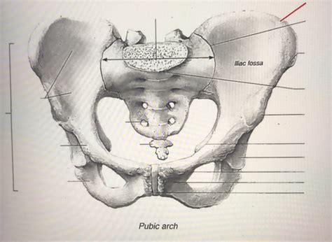 Pelvis Diagram Flashcards Quizlet
