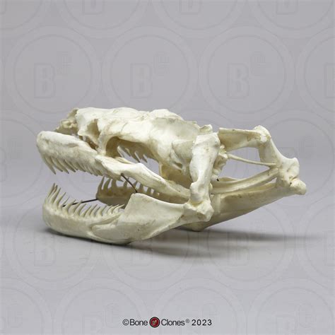 Python Skull Bone Clones Osteological Reproductions