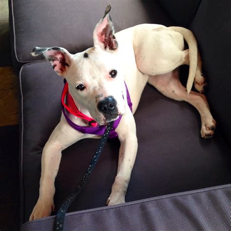 Pitmation