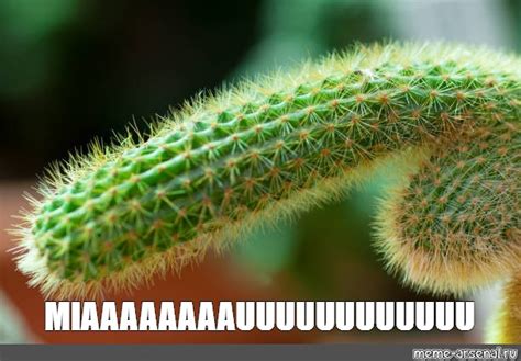 Create Meme Kaktus Cactus Meme Cactus Penis Pictures Meme