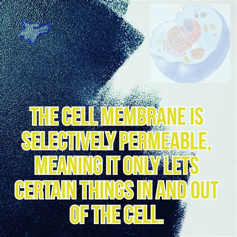 Negup Selectively Permeable