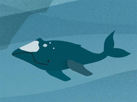 Whale  A Fascinating Animation Of The Blue Whale