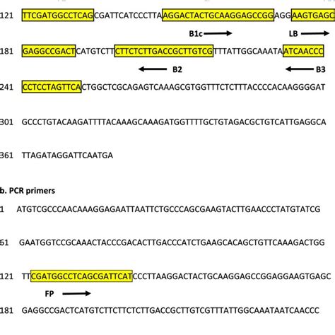 Schematic Representation Of Position And Sequence Of The Designed Download Scientific Diagram