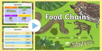 Food Chain Powerpoint Science Resource Teacher Made