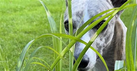 Fiierce Predator Stalking You Album On Imgur