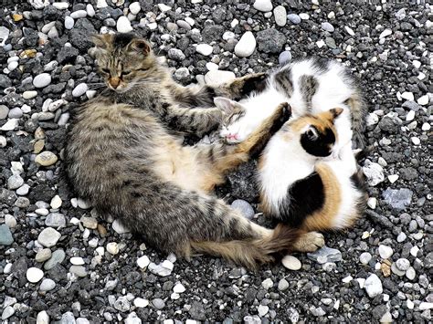 Безплатна снимка : коте, фауна, мустаци, гръбначен, домашна котка ...