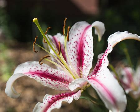 Stargazer Lily Images Browse Stock Photos Vectors And Video Adobe Stock