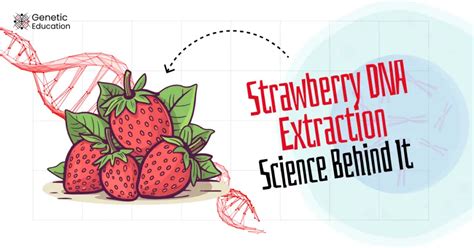 Strawberry Dna Extraction Archives Genetic Education