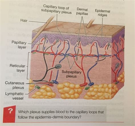 Pin By Jean Grey On Anatomy And Physiology Plexus Products Epidermis Anatomy And Physiology