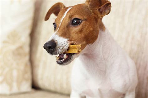 Los Mejores Snacks Saludables Para Tu Mascota Animalesmascotas