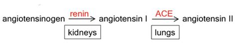 Medicinal Chemistry Of Ace Inhibitors Flashcards Quizlet
