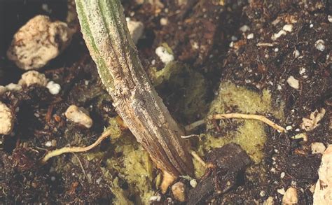How To Prevent Pythium Root Rot In Cannabis Pests And Disease Control
