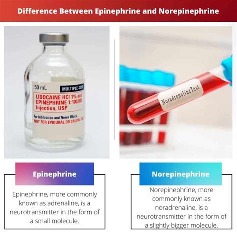 Epinefrina Vs Norepinefrina Diferença E Comparação
