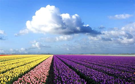 Campo Flores Tulipanes Nubes Paisaje Flores Moradas Fondo De Pantalla