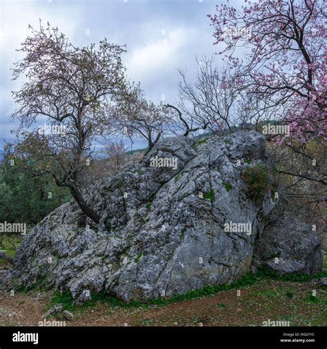 Tree Growing Out Of Rock Hi Res Stock Photography And Images Alamy