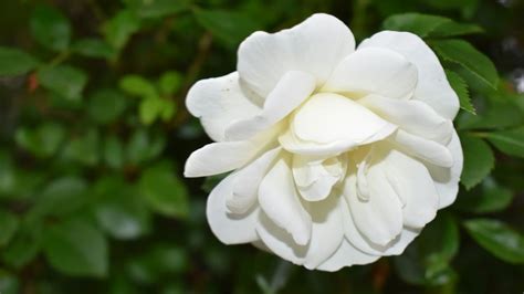 Time Off For Dependants A Guide To Dependency Leave