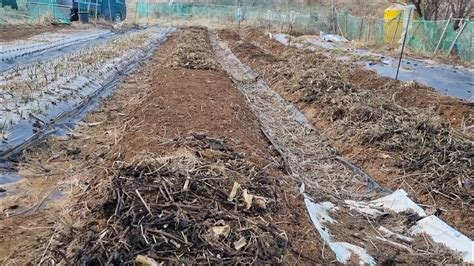 감자밭 만들기 Youtube