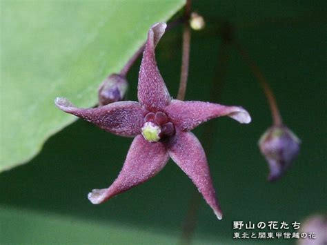 コカモメヅル 野山の花たち 東北と関東甲信越の花