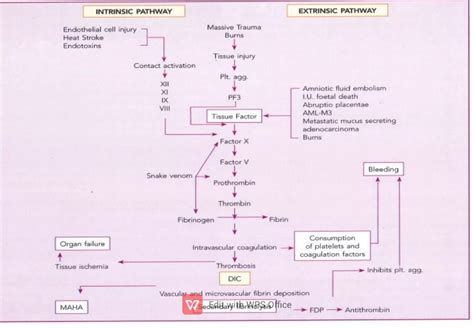 Coagulation Disorders Pdf